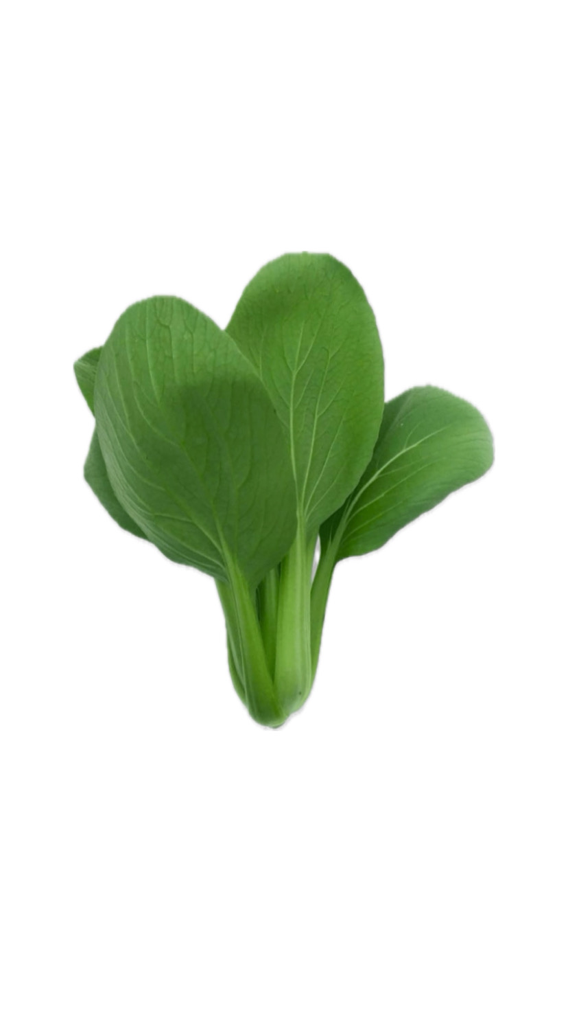 Hidroponik Nusantara